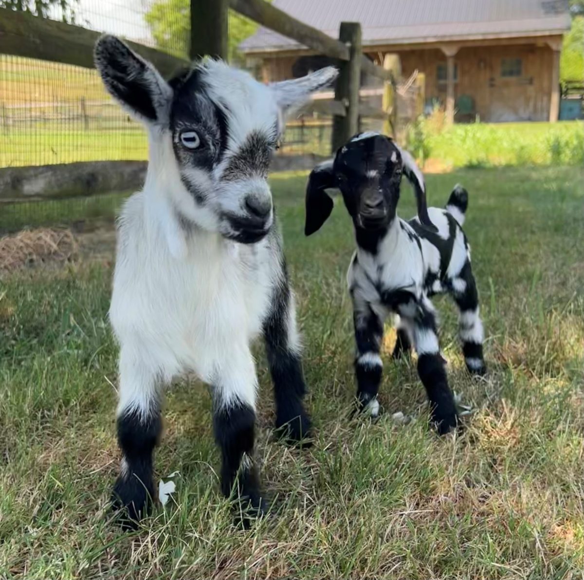 Animal Encounters - Unforgettable Memories | Cherry Crest Adventure Farm